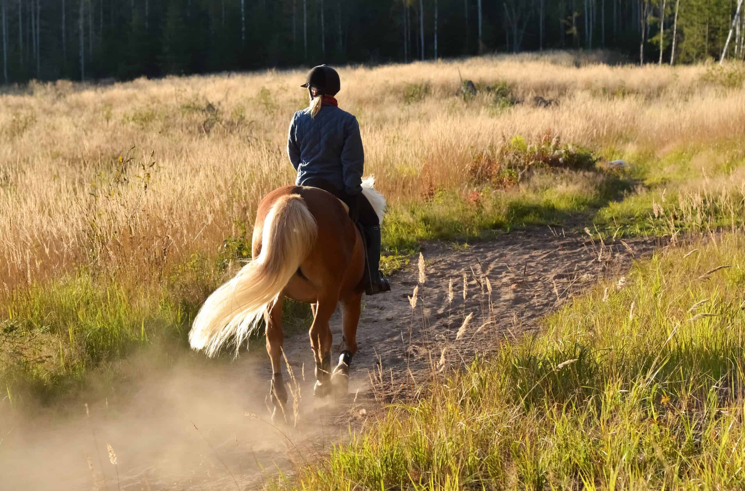 A fit horse during autumn and winter - HorseFlex