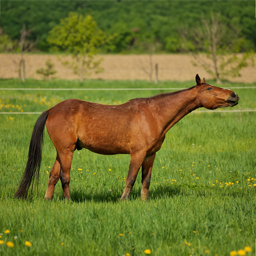 Hoesten bij paarden - HorseFlex