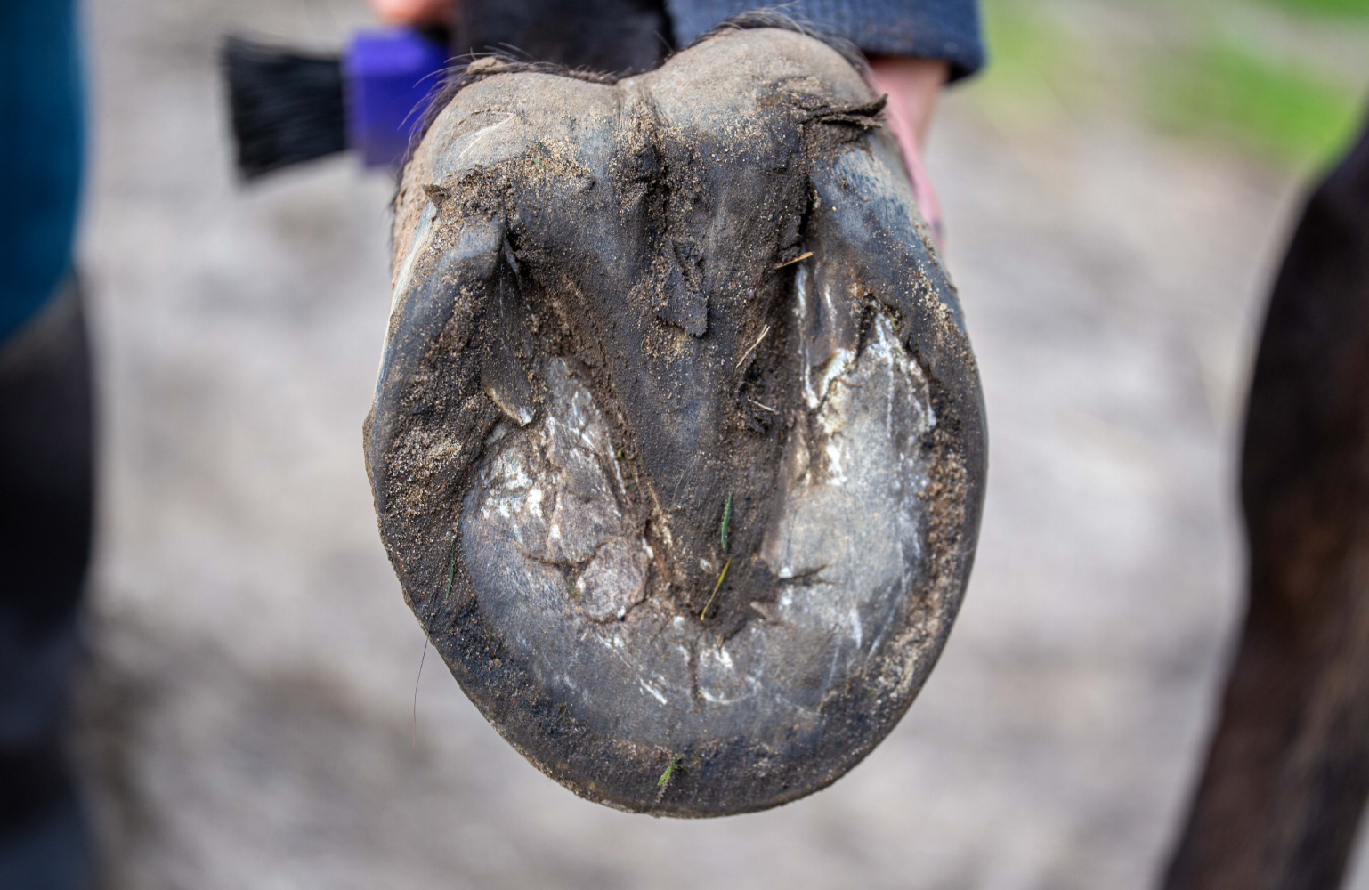 Rotstraal bij paarden - Horseflex
